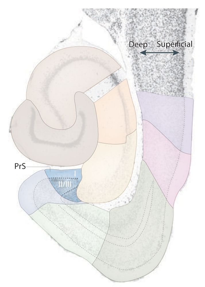 Rat pre and parasubiculum