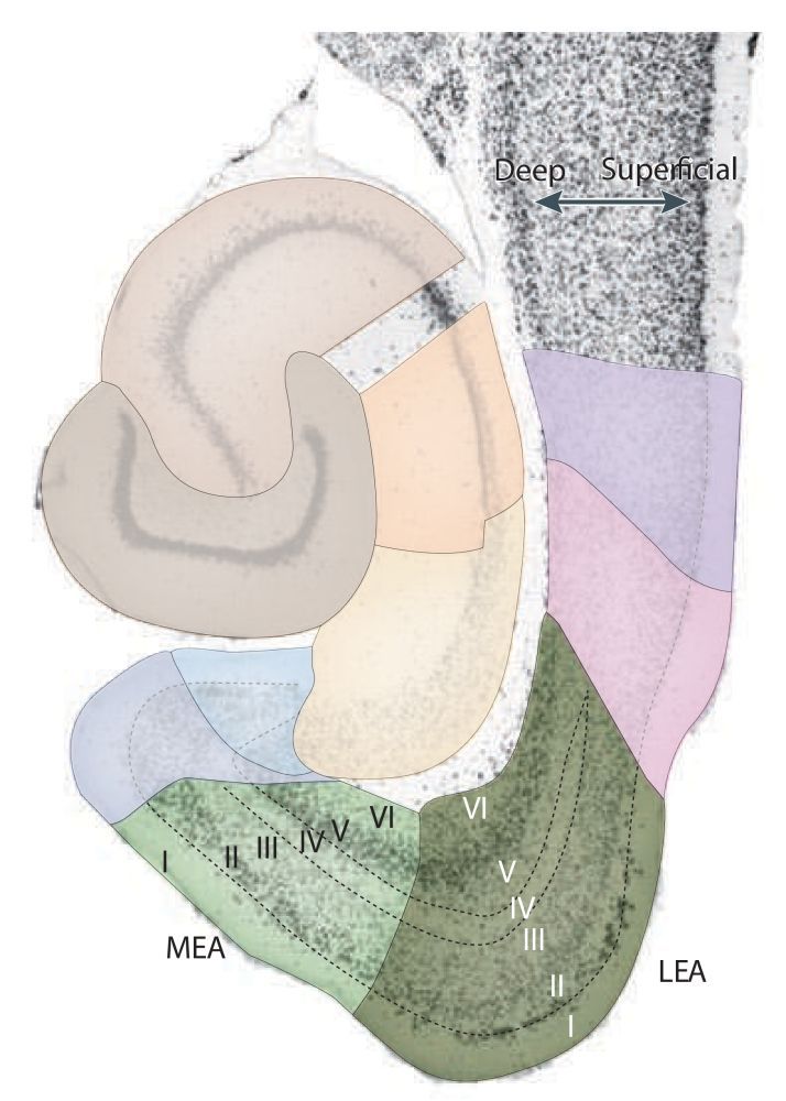 Hippocampal Formation Anatomy